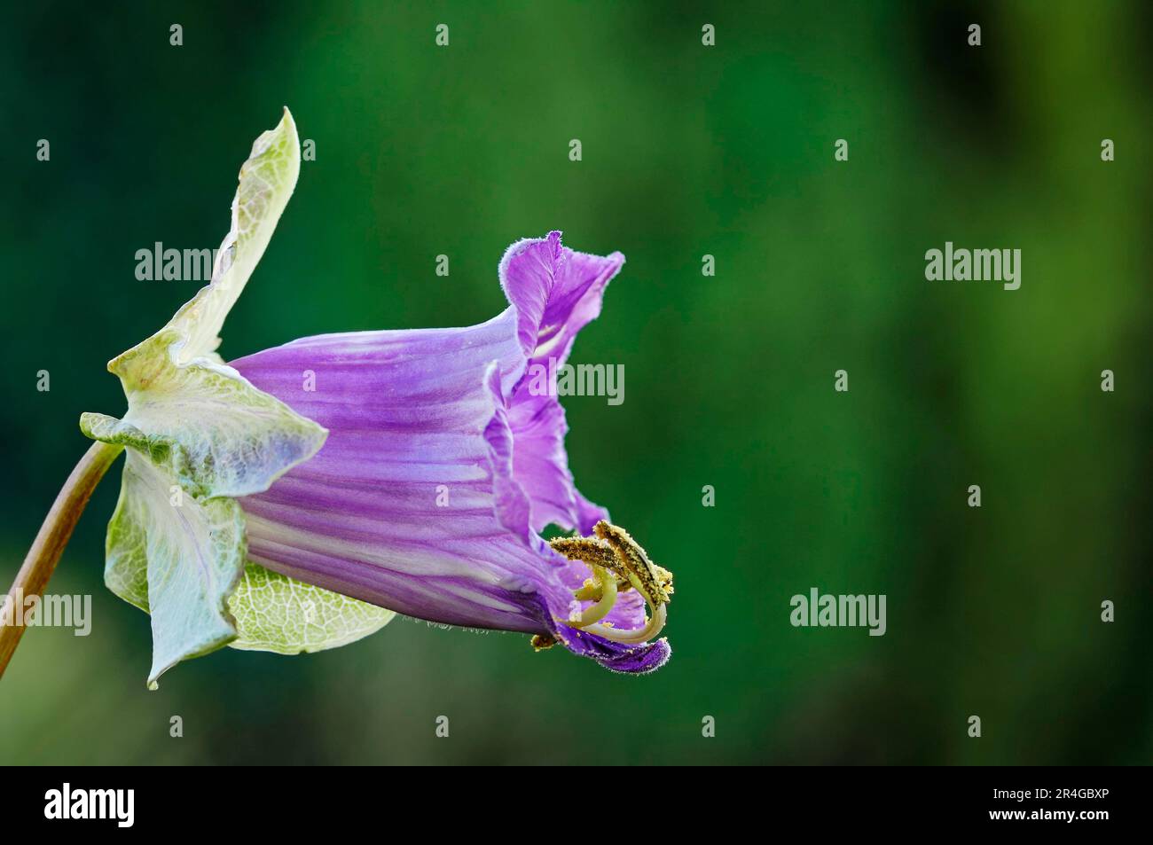 Cup-and-saucer vine (Cobaea scandens), bell vine, claw vine Stock Photo ...