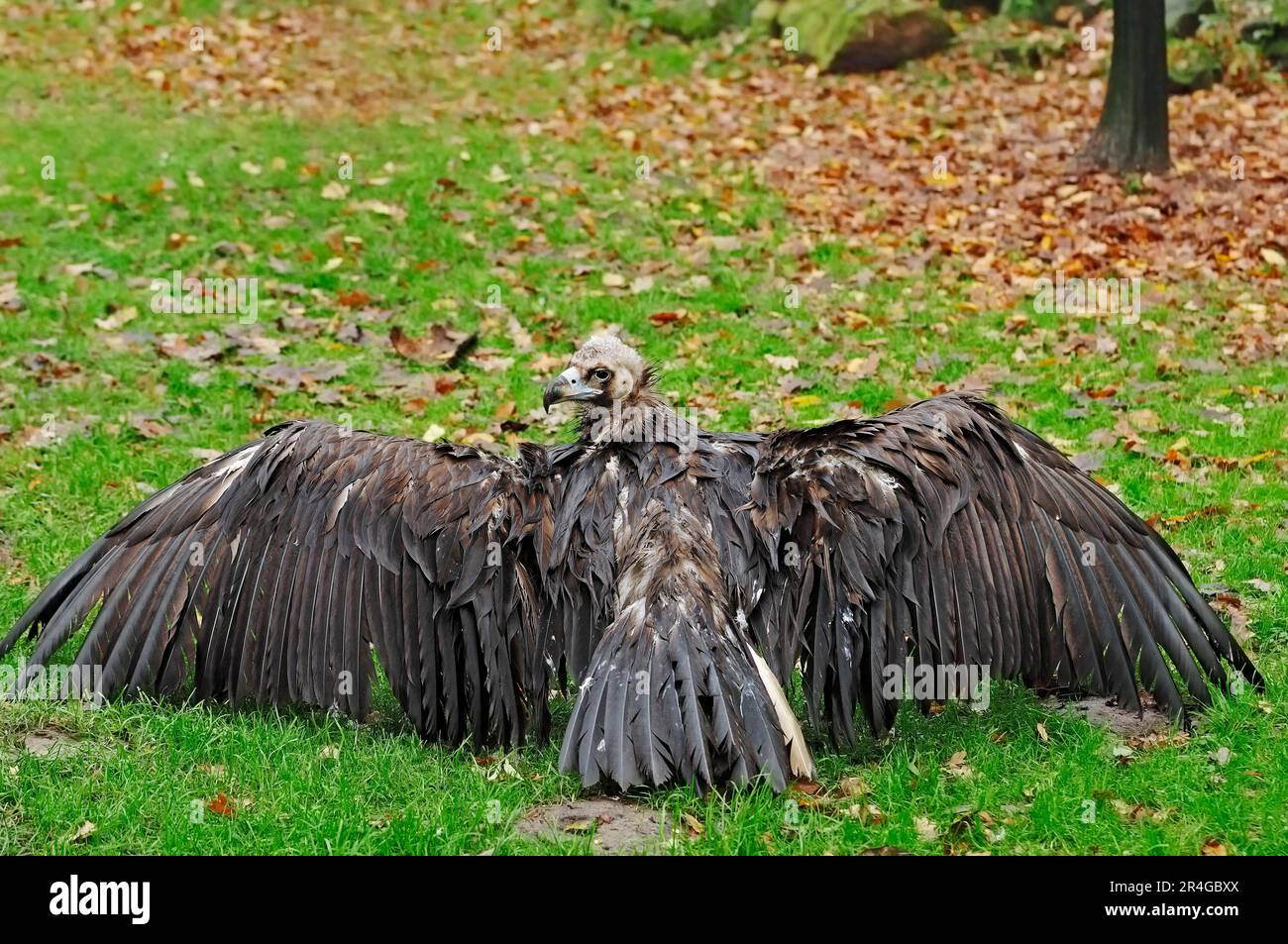 Cinereous vulture (Aegypius monachus), cowled vulture, wing Stock Photo ...