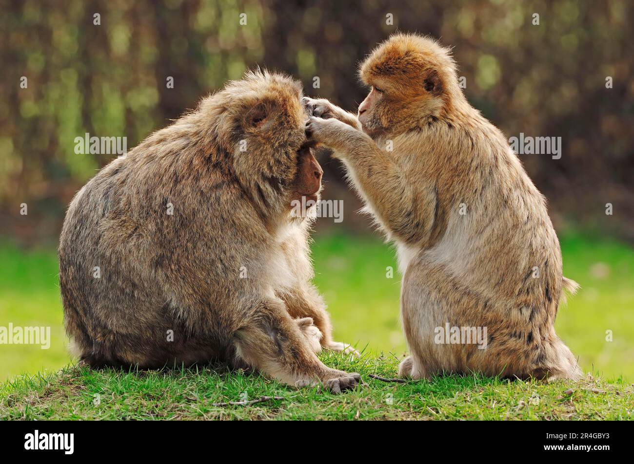 Macaque grooming behavior hi-res stock photography and images - Alamy