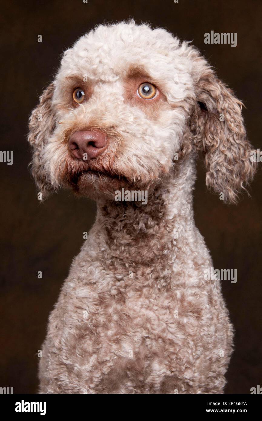 Lagotto Romagnolo, male, truffle dog Stock Photo - Alamy