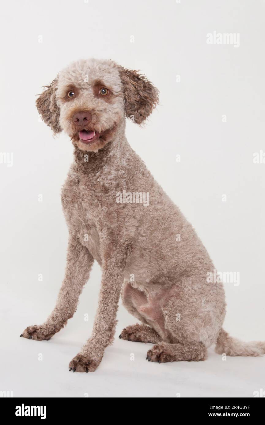 Lagotto Romagnolo, male, truffle dog Stock Photo - Alamy