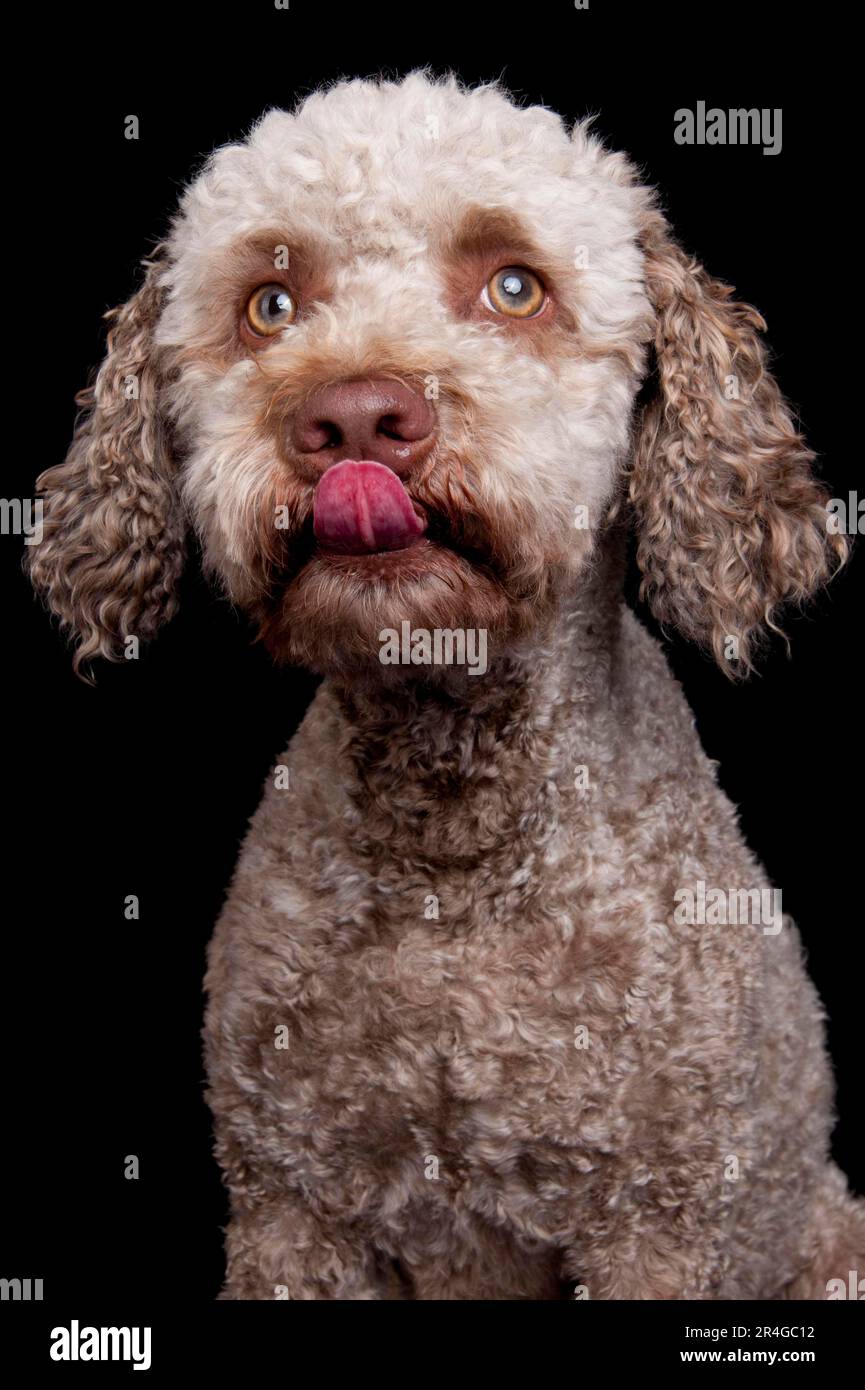 Lagotto Romagnolo, male, truffle dog Stock Photo - Alamy