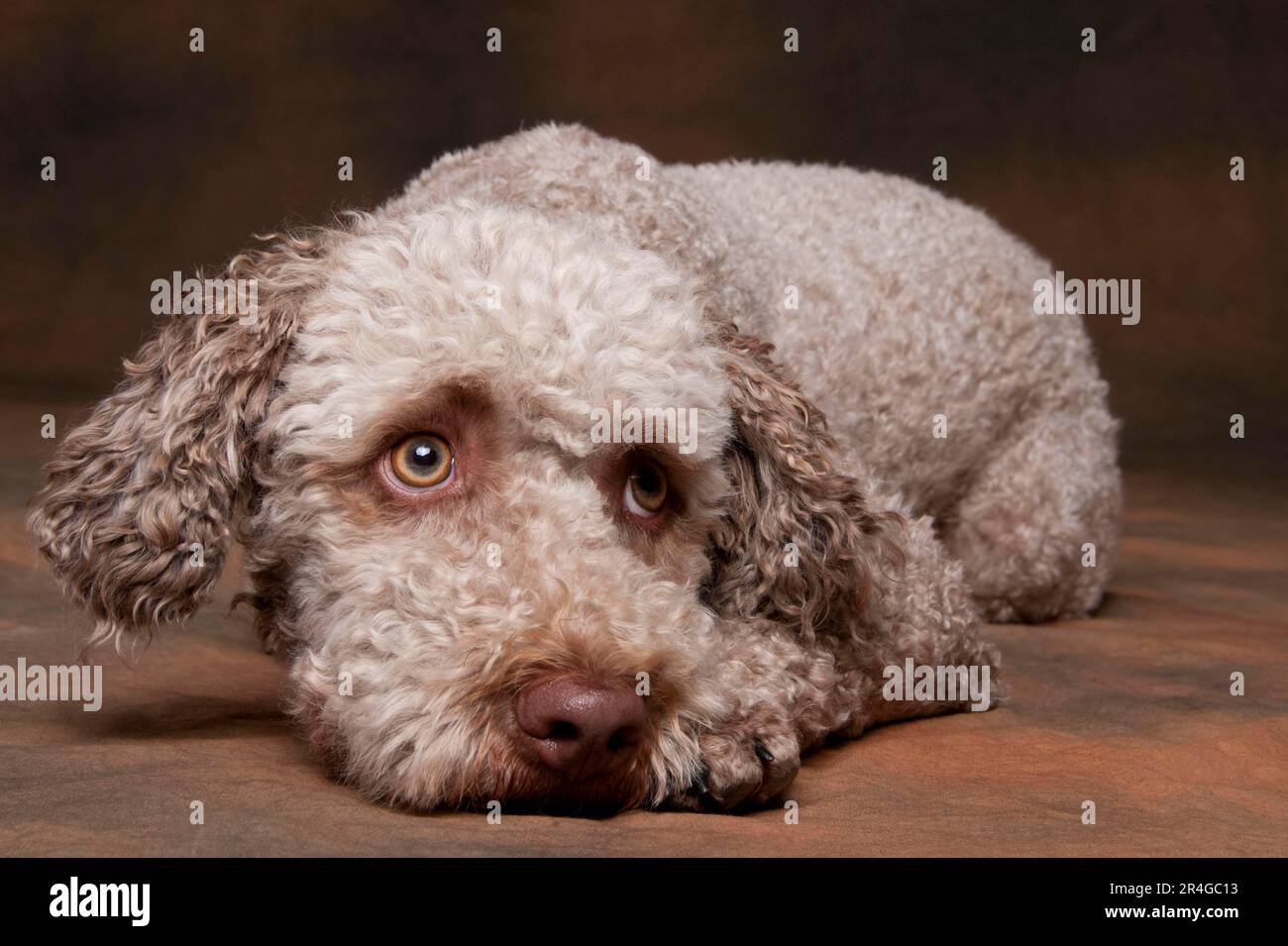 Lagotto Romagnolo, male, truffle dog, detachable Stock Photo - Alamy