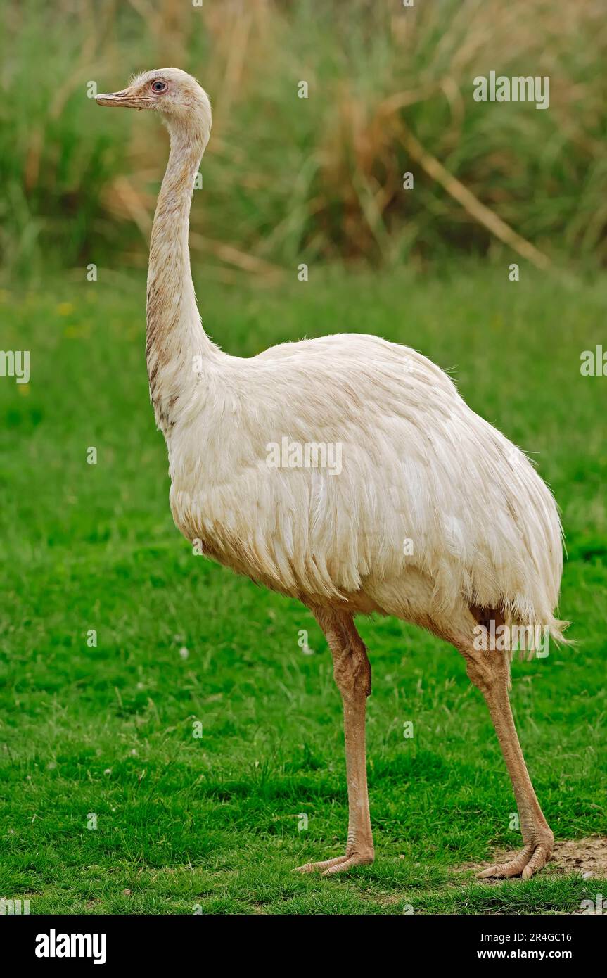 American greater rhea (Rhea americana), Greater Rhea, Common Rhea Stock ...
