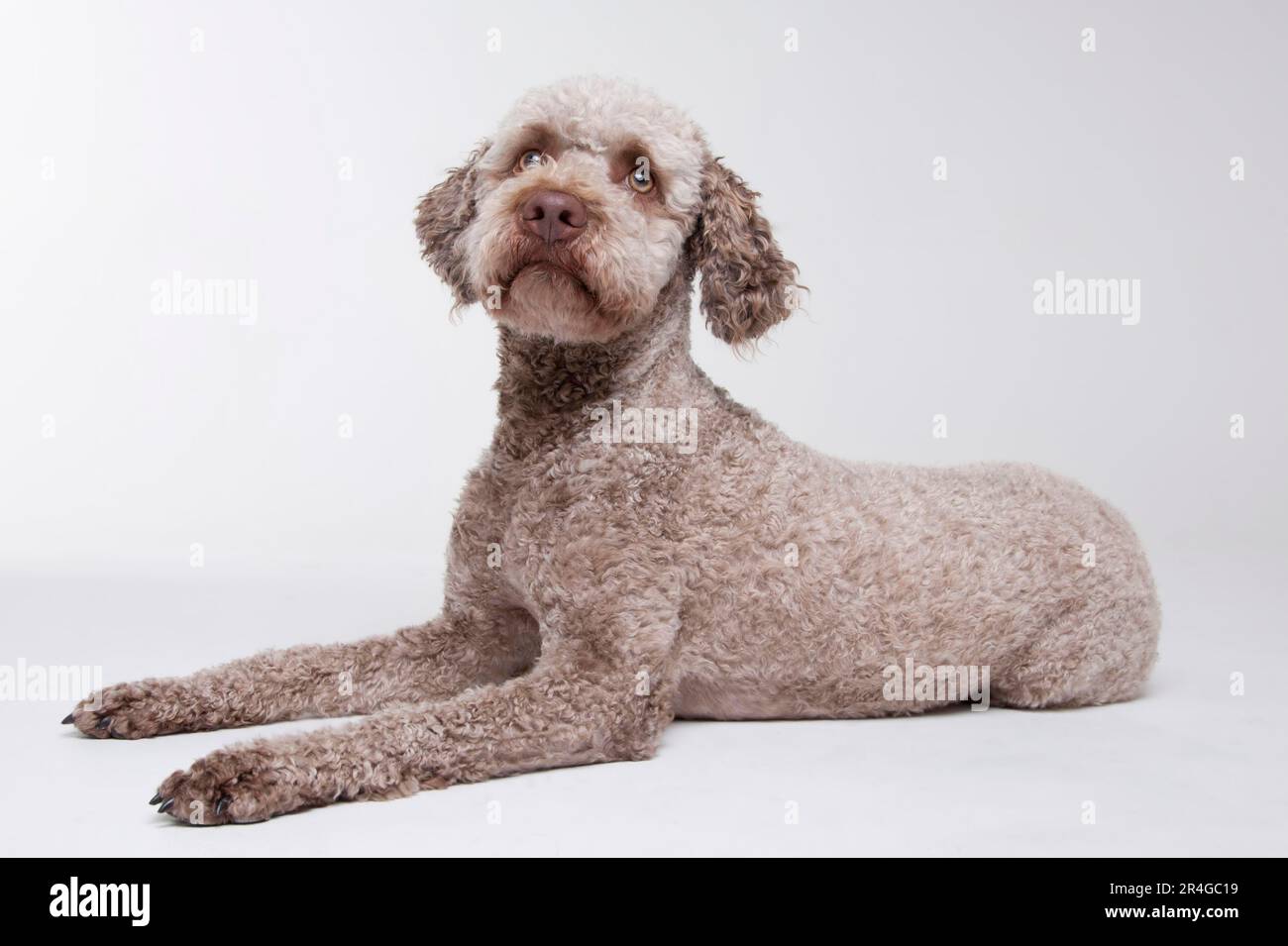 Lagotto Romagnolo, male, truffle dog Stock Photo - Alamy