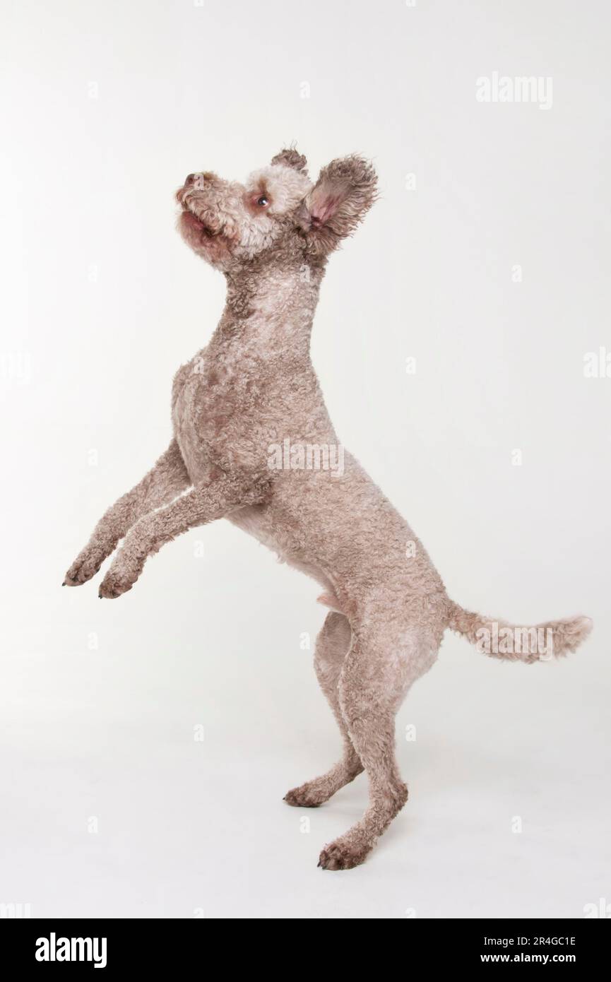 Lagotto Romagnolo, male, truffle dog Stock Photo - Alamy