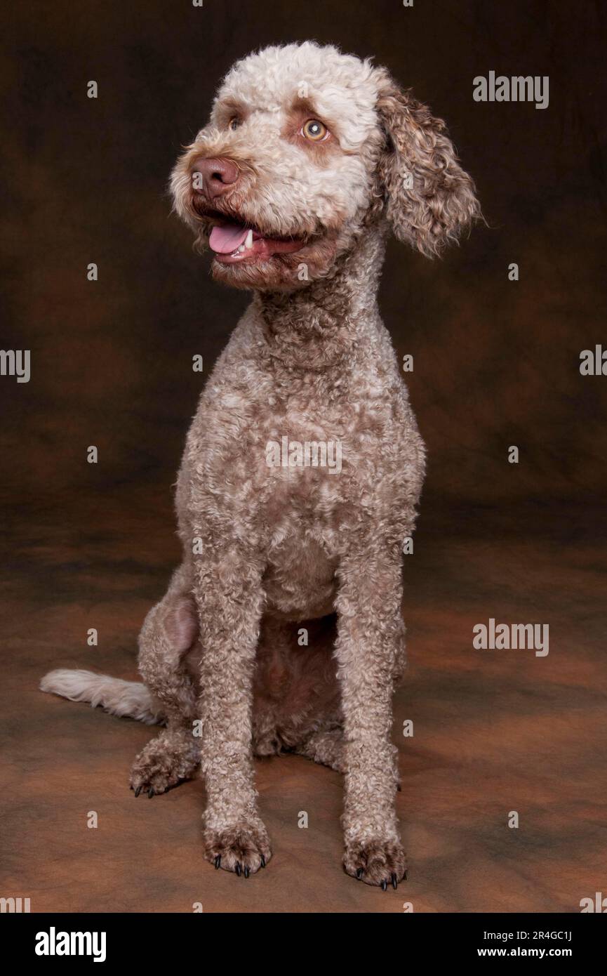 Lagotto Romagnolo, male, truffle dog, detachable Stock Photo - Alamy