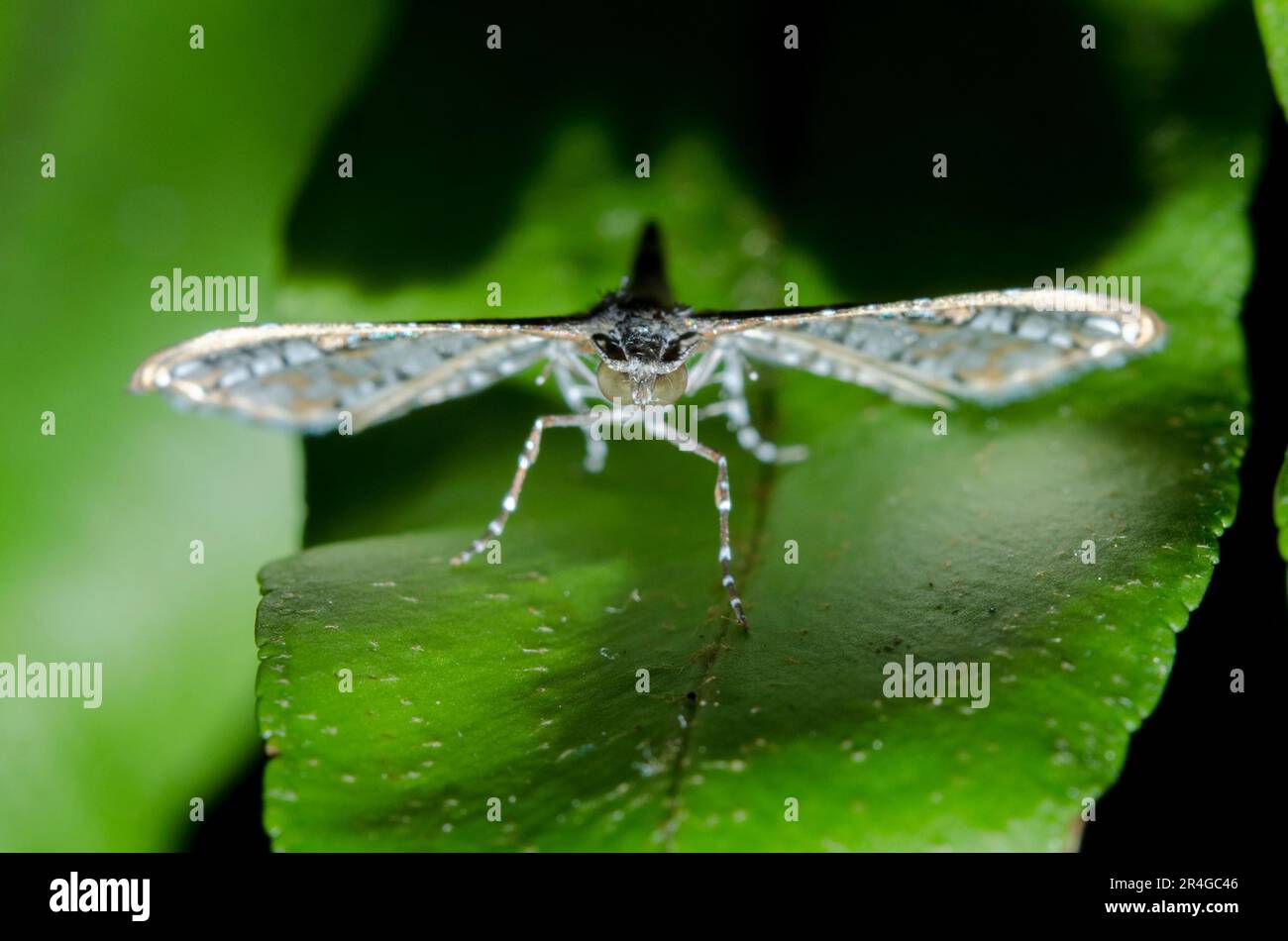 Picture-winged Leaf Moth, Thyrididae Family, on leaf, Klungkung, Bali ...