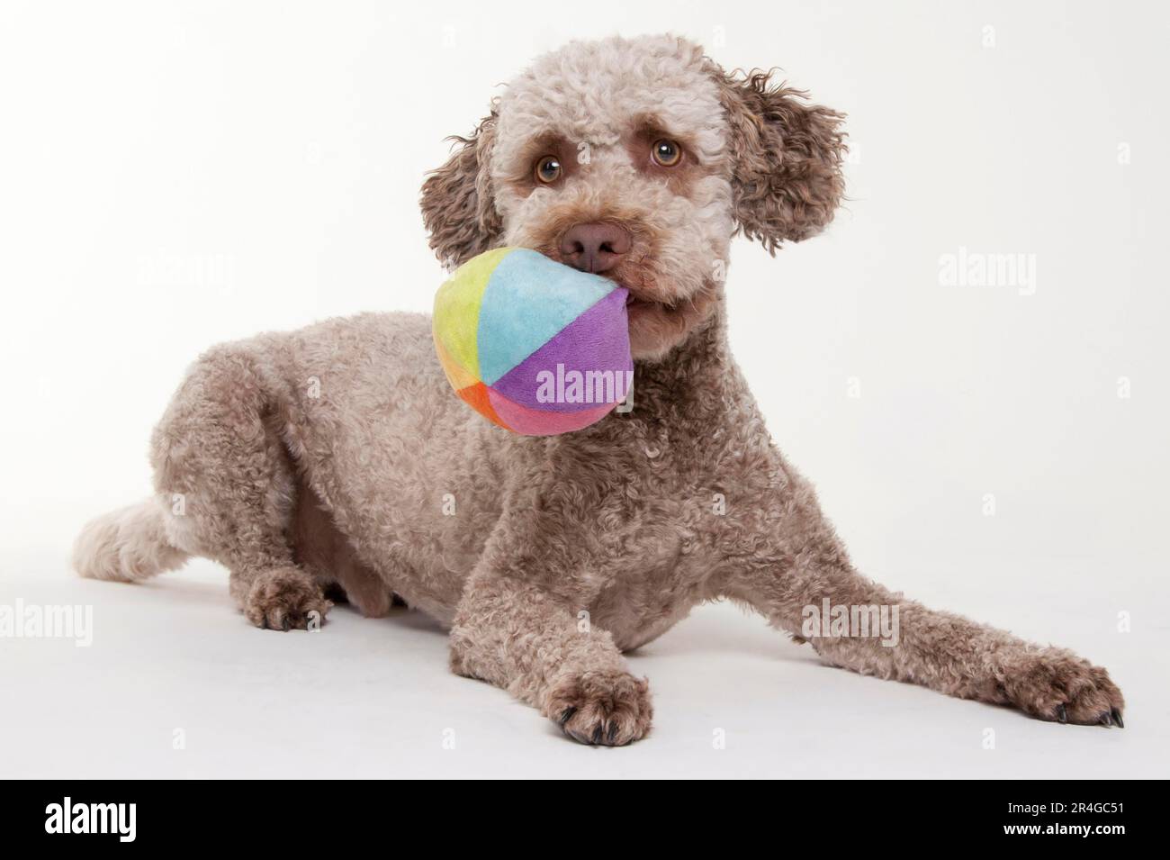 Lagotto Romagnolo, Male, Truffle Dog, Toy, Ball Stock Photo - Alamy