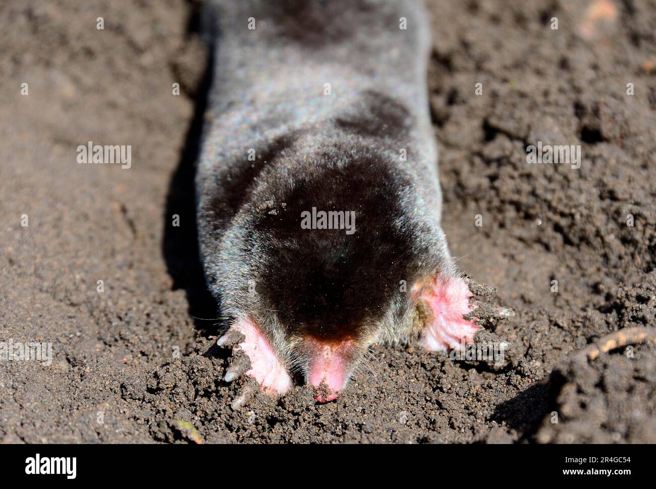 European Mole, European moles (Talpa europaea), Insectivores, Mammals ...