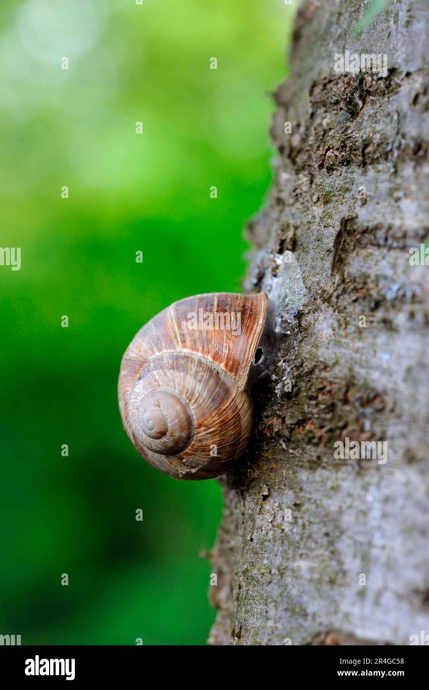 Common Snail on tree trunk, shell sealed, Alsace, France (Helix pomatia ...