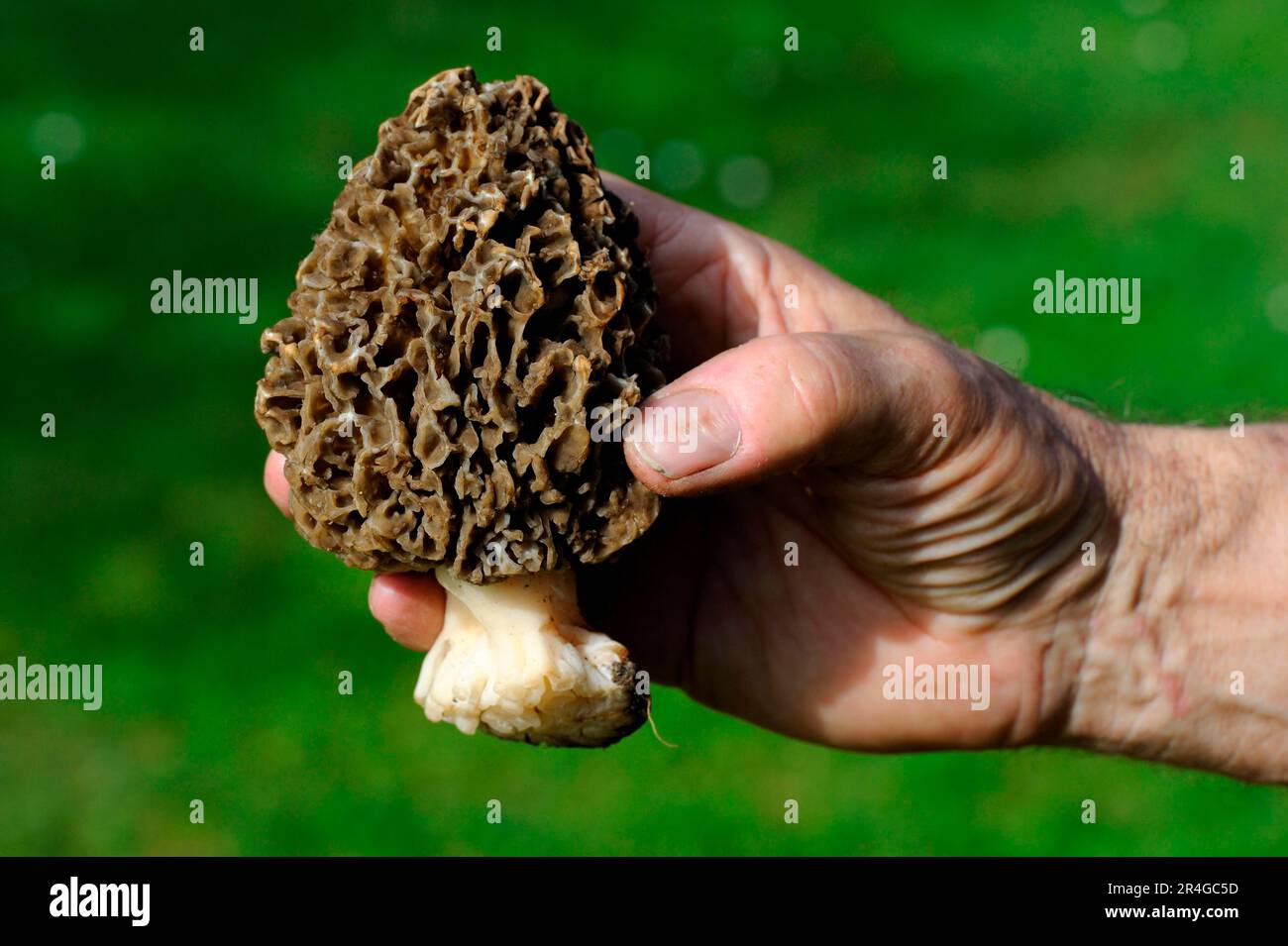 Common Morel (Morchella esculenta) Fungus, Alsace, France Stock Photo ...