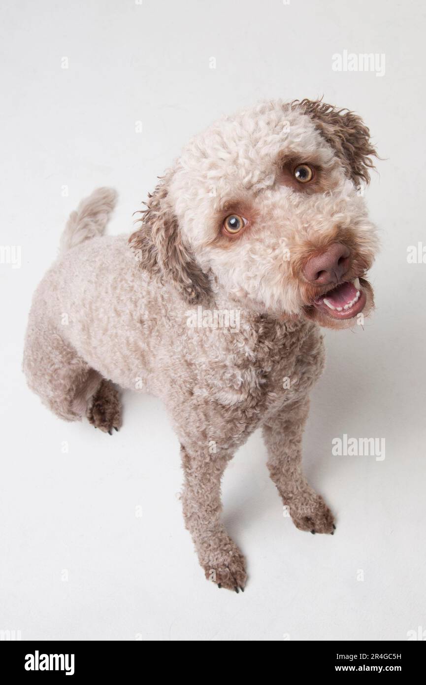 Lagotto Romagnolo, male, truffle dog Stock Photo - Alamy