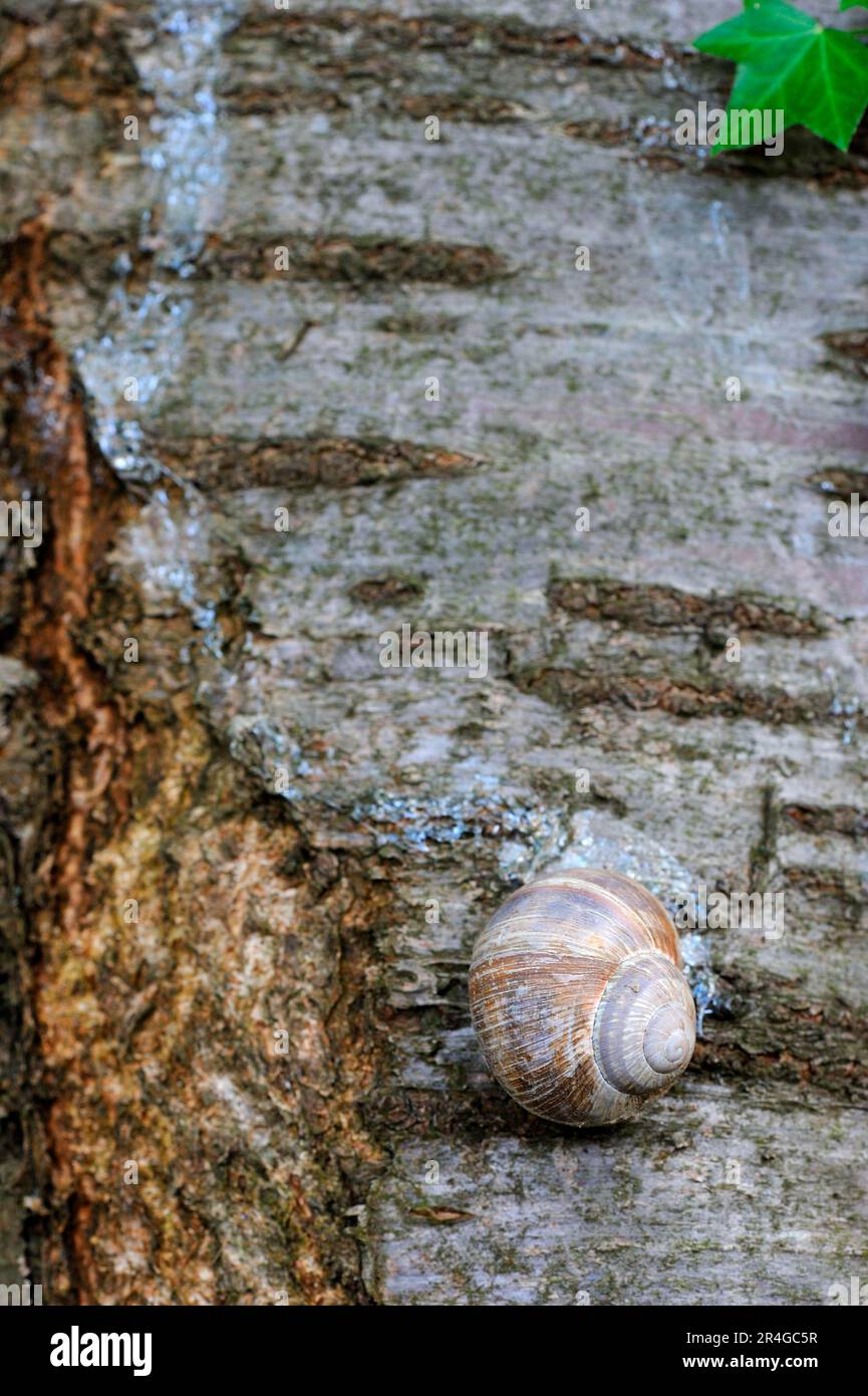 Common Snail on tree trunk, shell sealed, Alsace, France (Helix pomatia ...