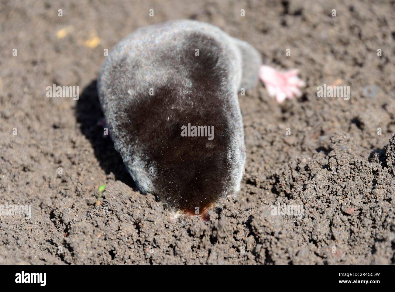 Moles Digging Holes