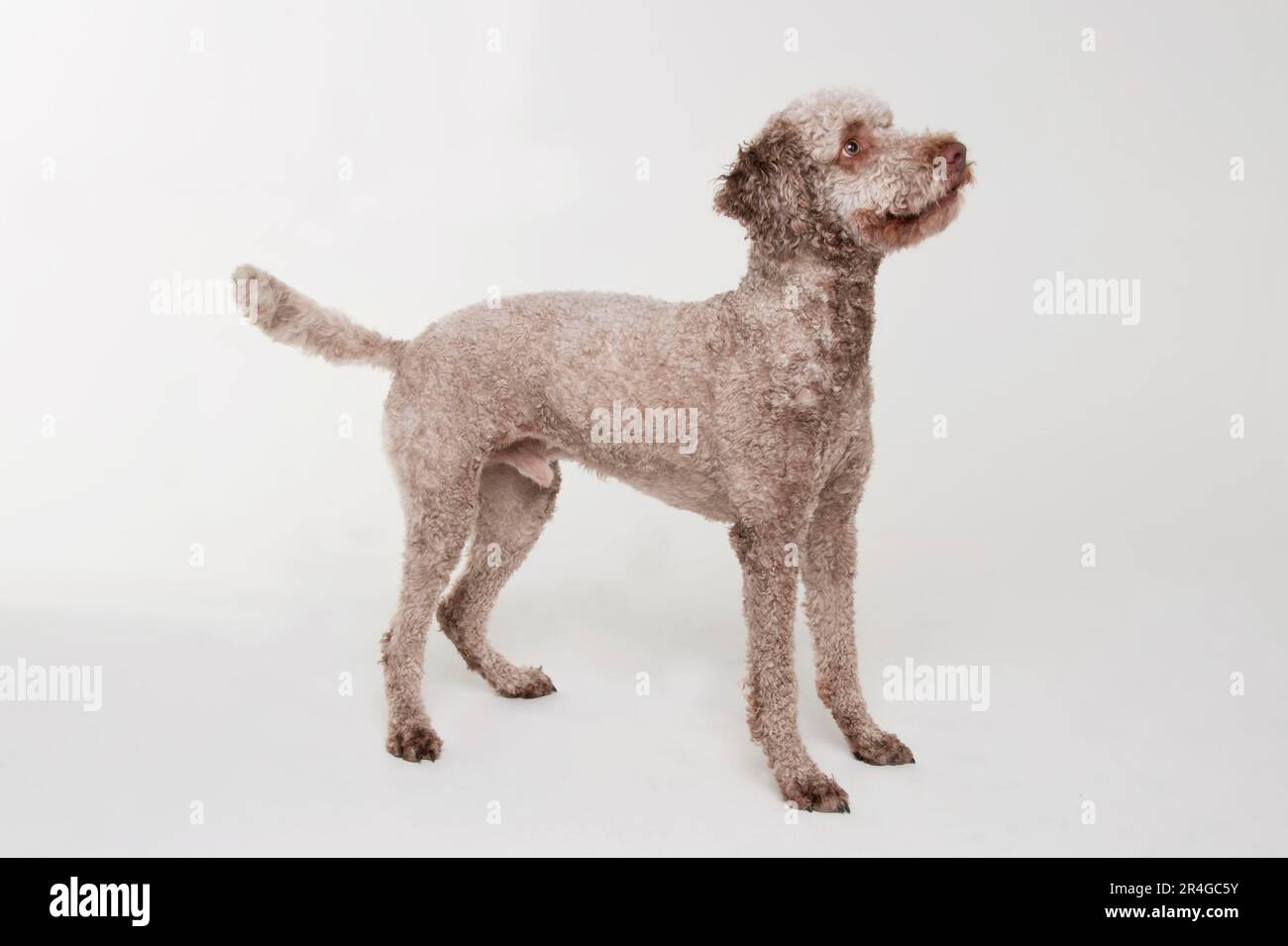 Lagotto Romagnolo, male, truffle dog Stock Photo - Alamy