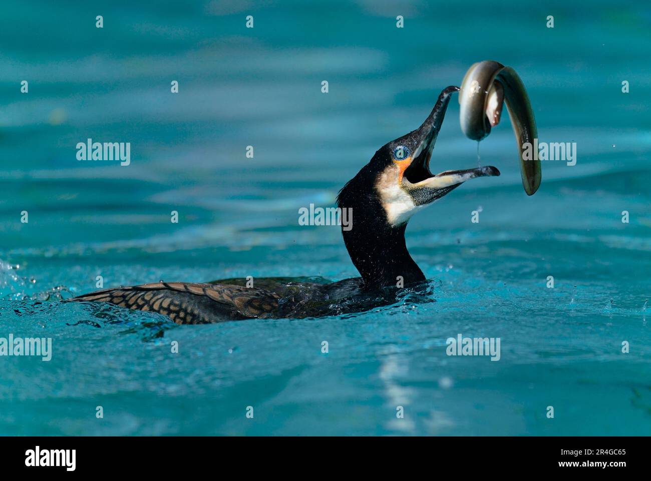 Cormorant catching European Eel (Phalacrocorax carbo Stock Photo - Alamy