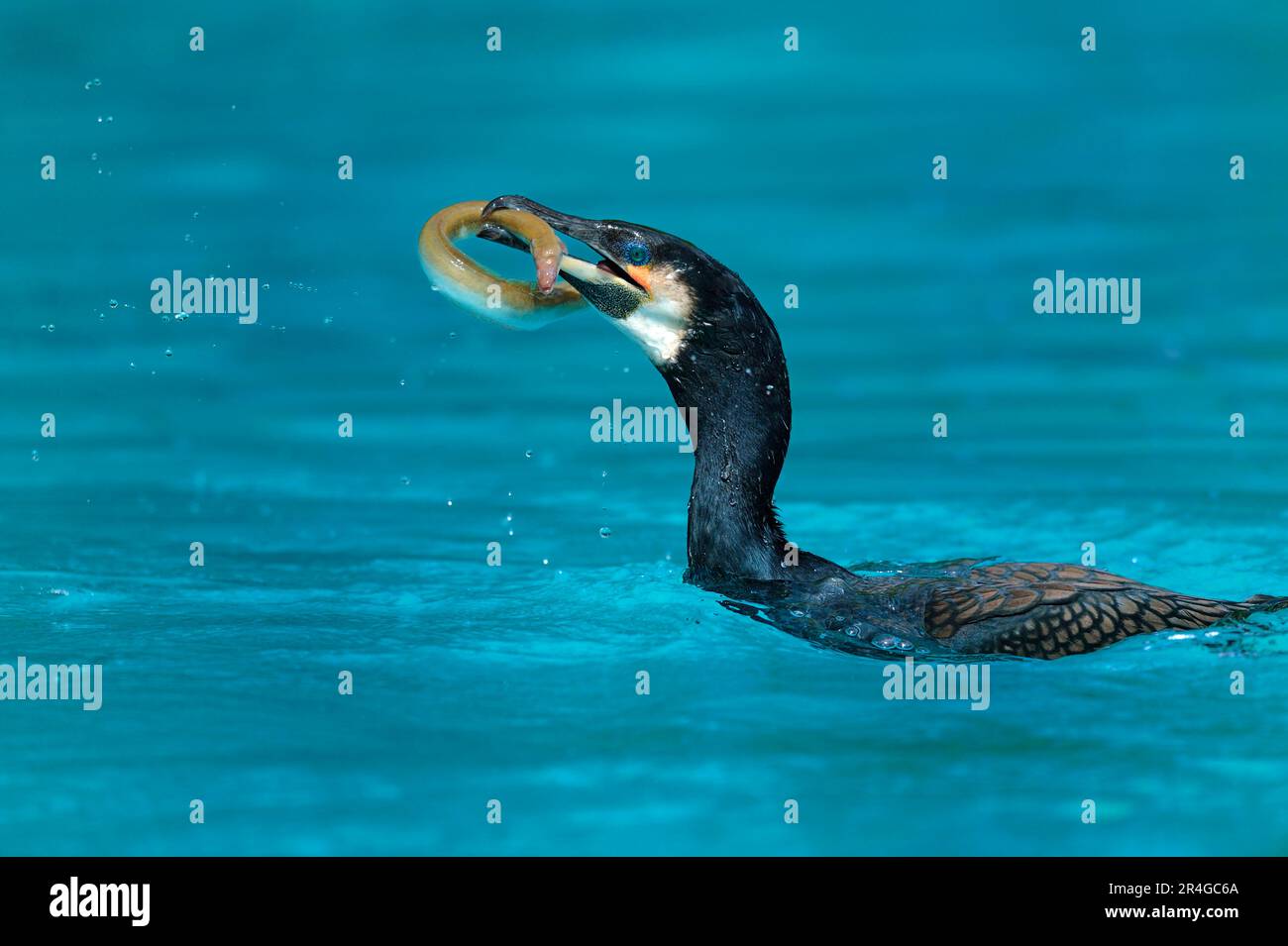 Cormorant catching European Eel (Phalacrocorax carbo Stock Photo - Alamy