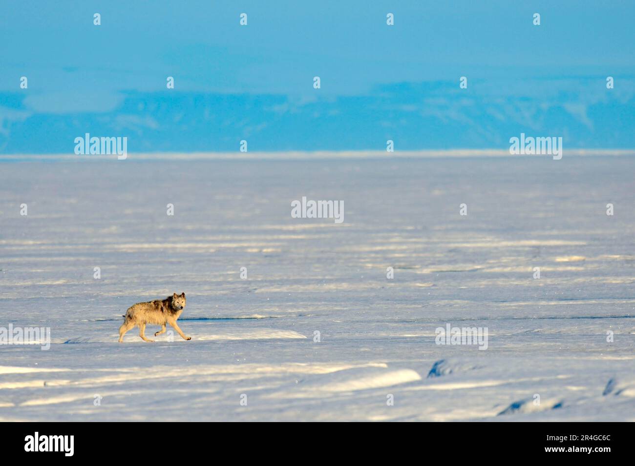 Arctic Wolf, male, on icepack, Ellesmere Island, Nunavut, Canada (Canis ...