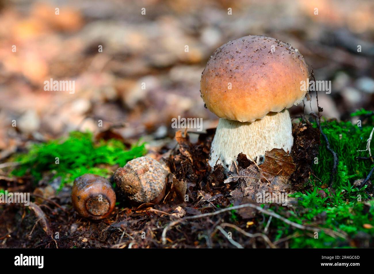 King on forest hi-res stock photography and images - Alamy
