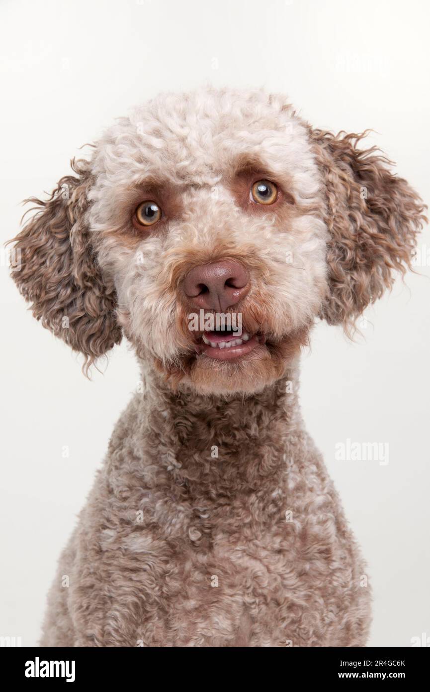 Lagotto Romagnolo, male, truffle dog Stock Photo - Alamy