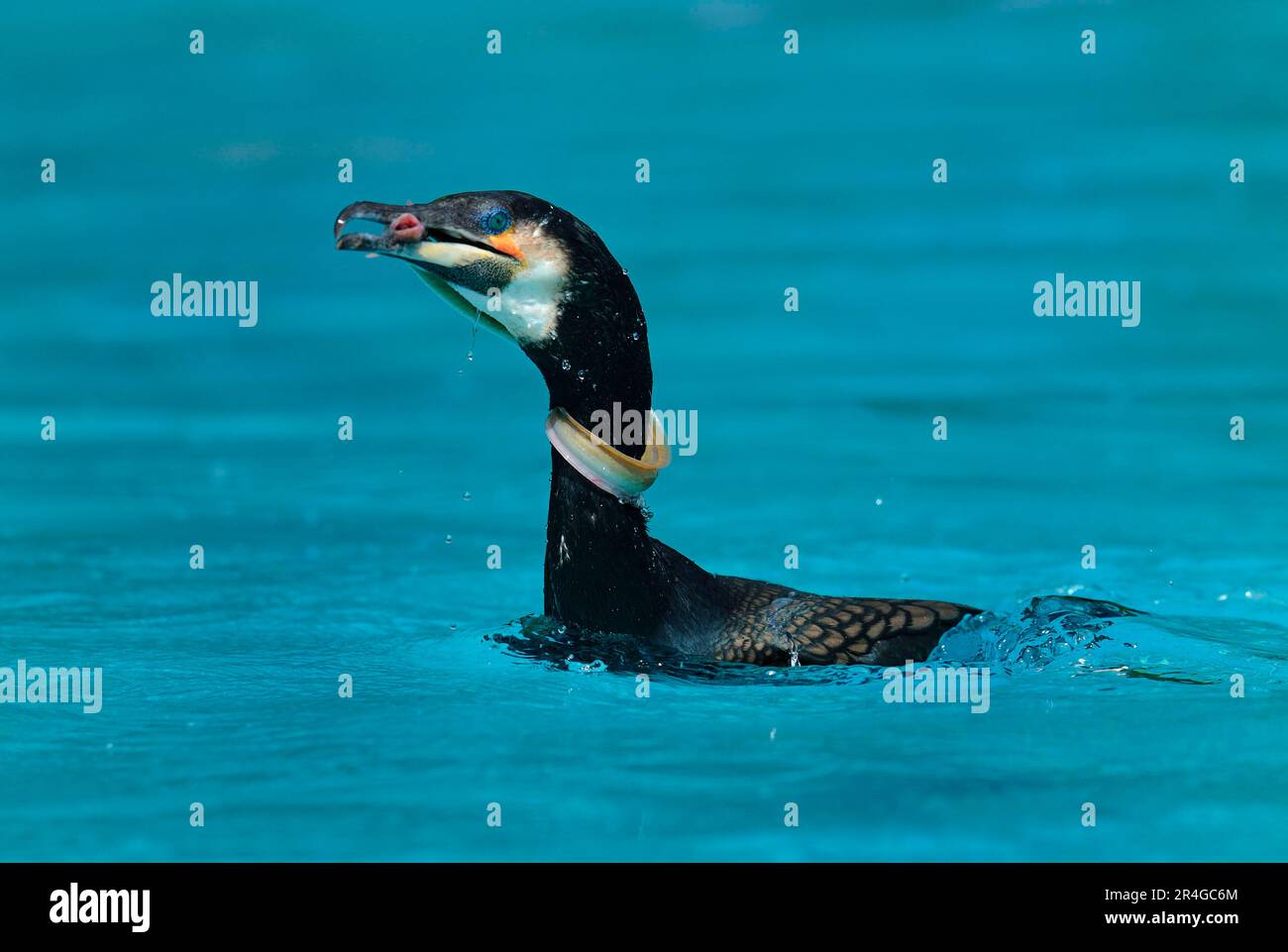 Cormorant catching European Eel (Phalacrocorax carbo Stock Photo - Alamy