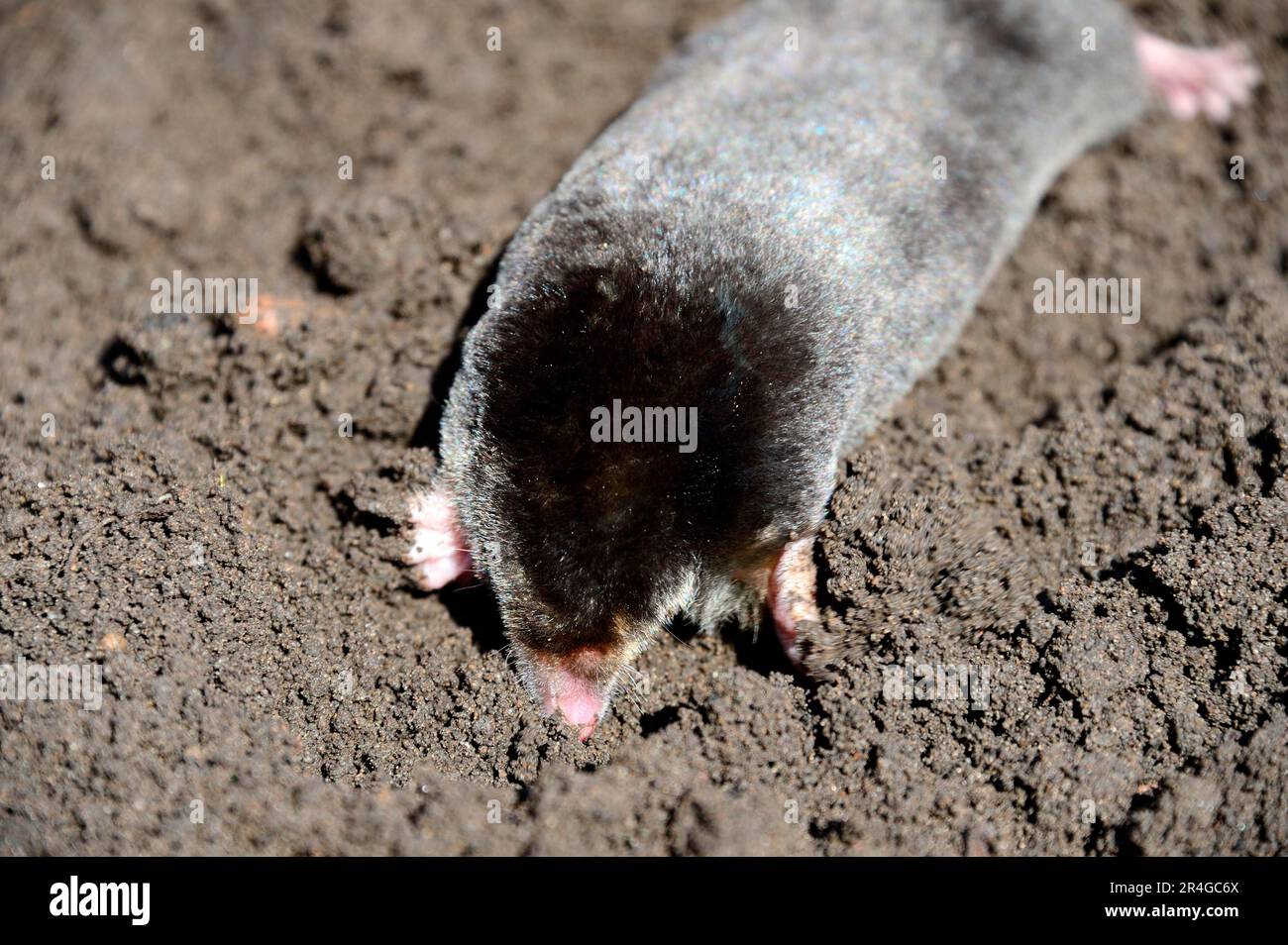 European Mole, European moles (Talpa europaea), Insectivores, Mammals ...