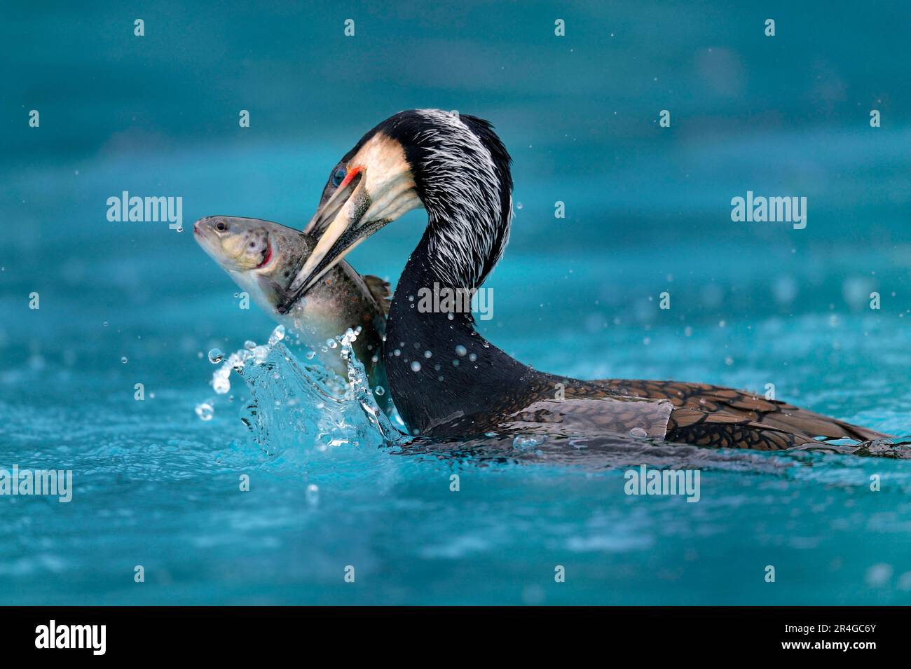 Cormorant catching trout (Phalacrocorax carbo Stock Photo - Alamy