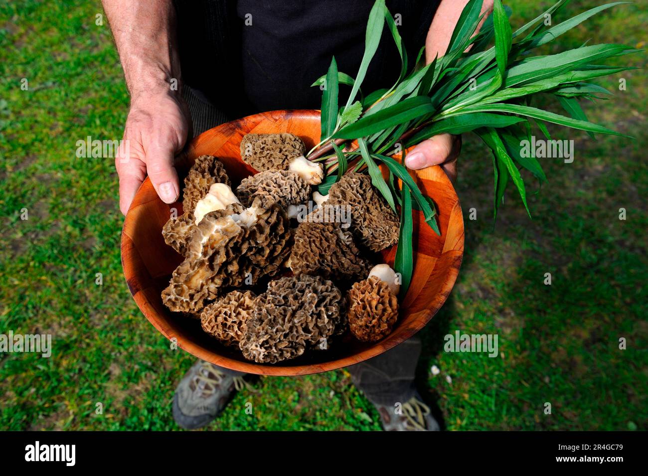 Common Morel (Morchella esculenta) Fungus, in basket, Alsace, France ...