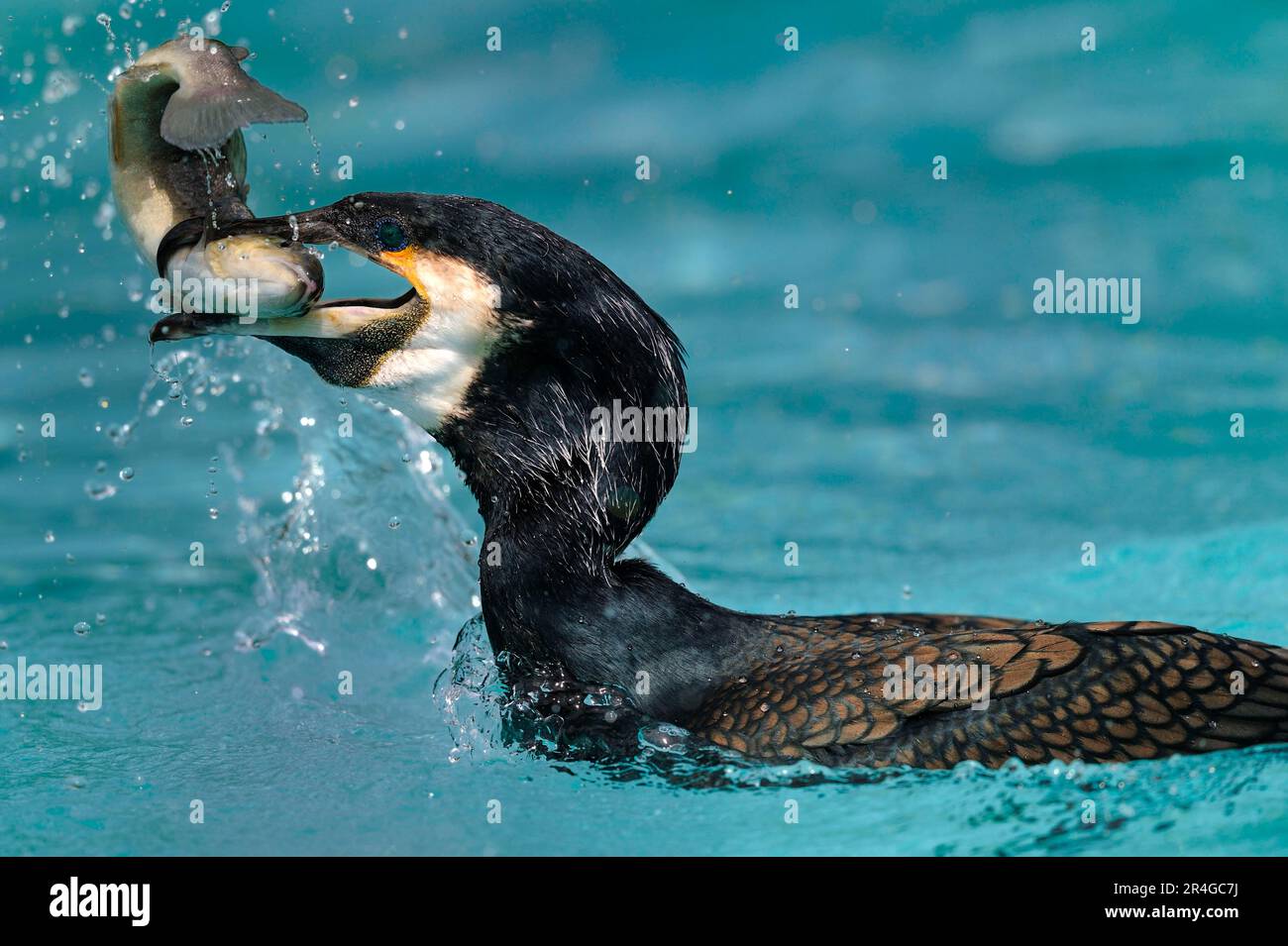 Cormorant catching trout (Phalacrocorax carbo Stock Photo - Alamy