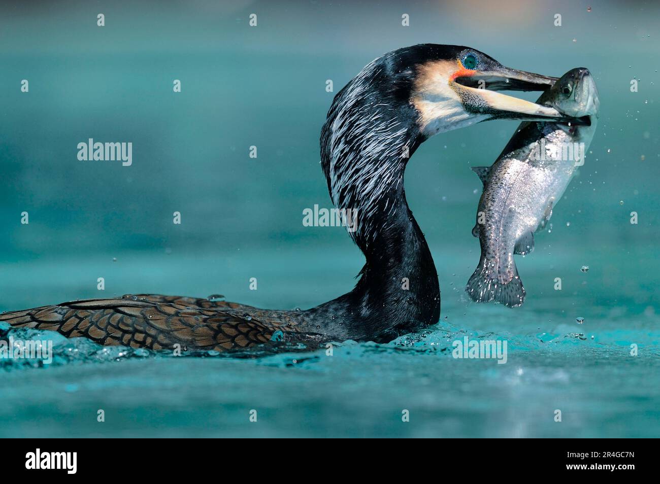 Cormorant catching trout (Phalacrocorax carbo Stock Photo - Alamy