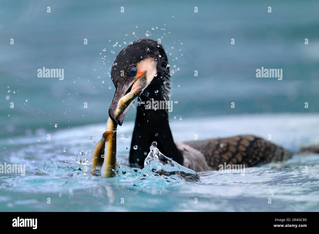 Cormorant catching European Eel (Phalacrocorax carbo Stock Photo - Alamy