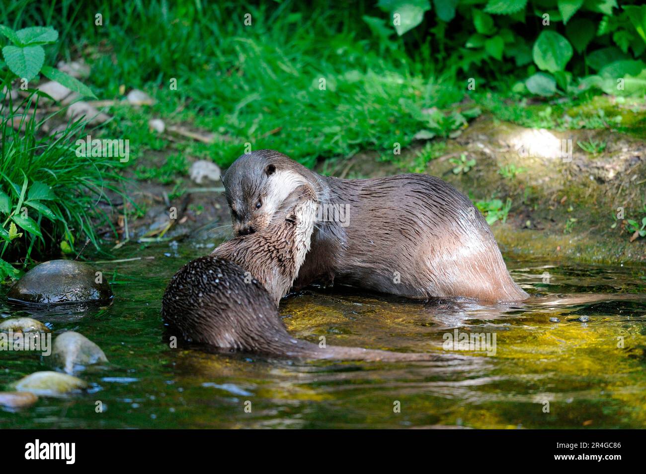 European River Otter (Lutra lutra Stock Photo - Alamy