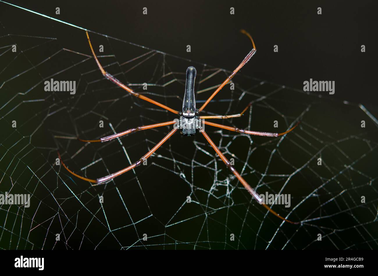 Black wood spider hi-res stock photography and images - Alamy