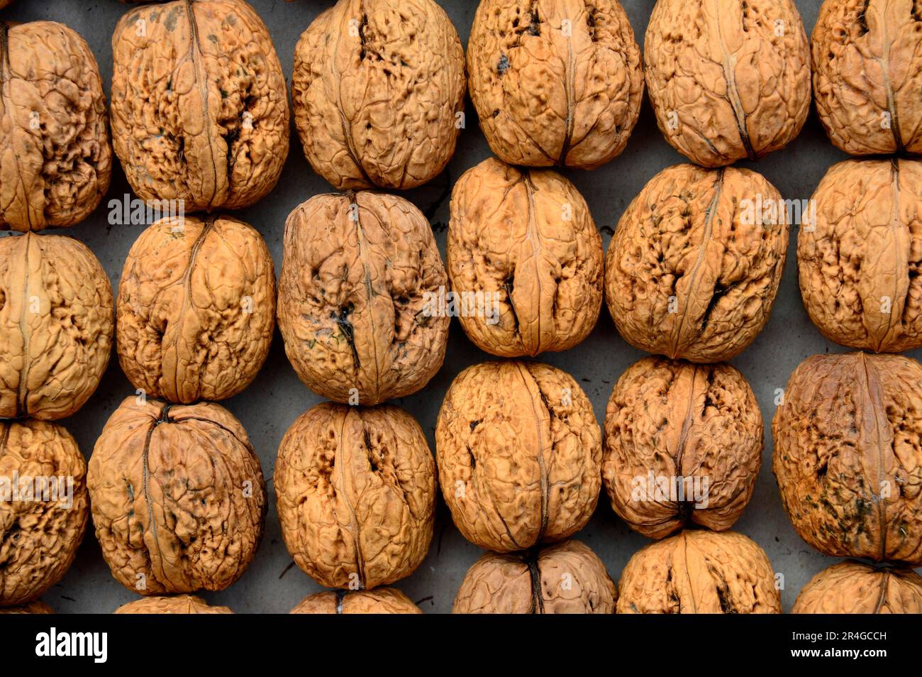 Persian walnut (Juglans regia), Walnut, Walnut tree, Walnuts, Walnut ...