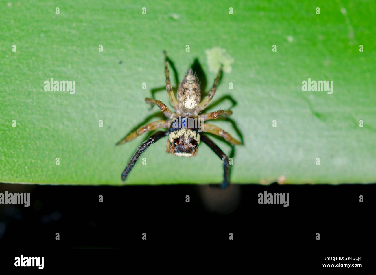 Jumping Spider, Salticidae Family, on leaf, Klungkung, Bali, Indonesia ...