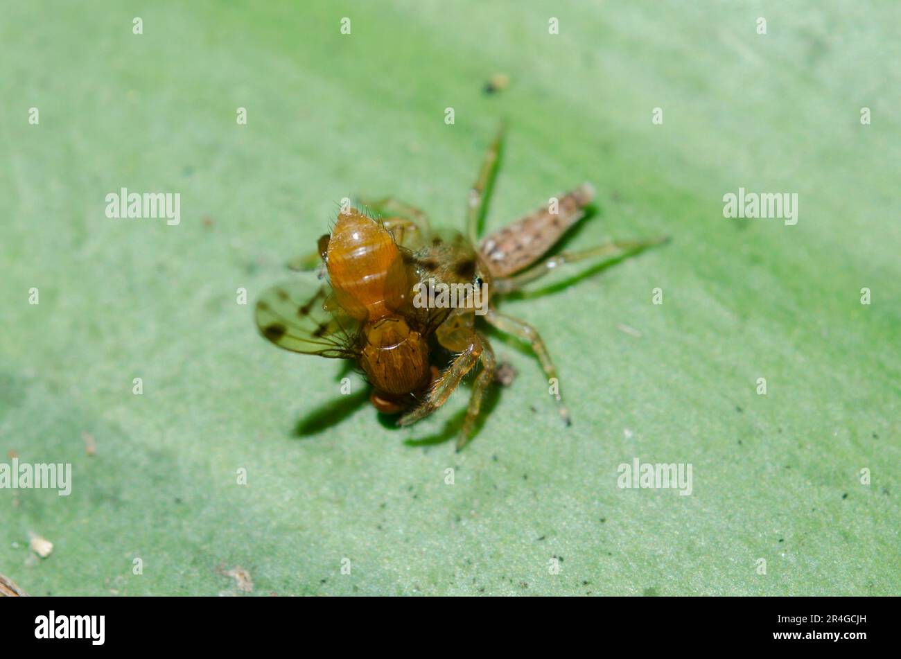 Family tephritidae hi-res stock photography and images - Alamy