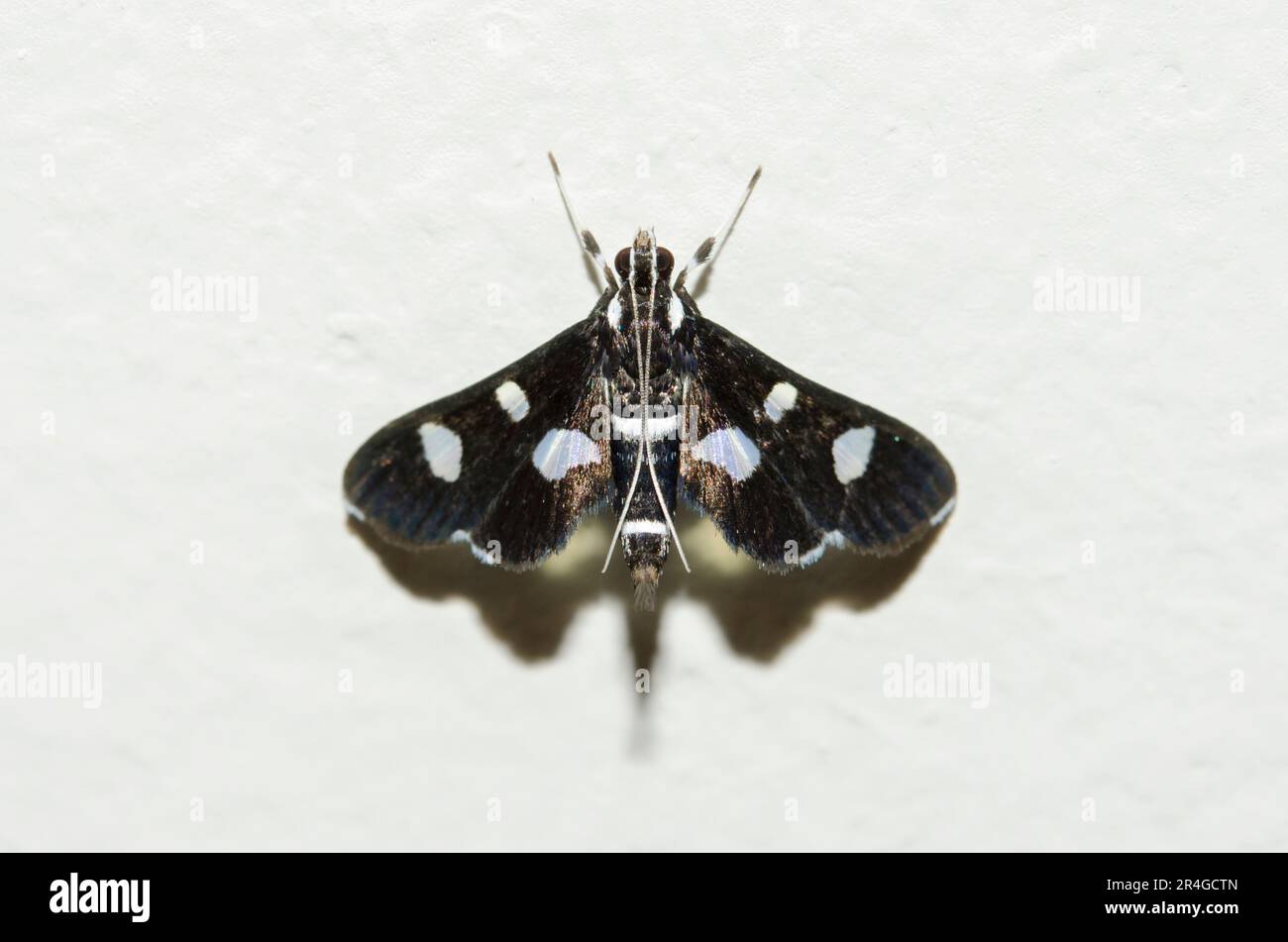 Grape Leaffolder Moth, Desmia sp, Klungkung, Bali, Indonesia Stock ...