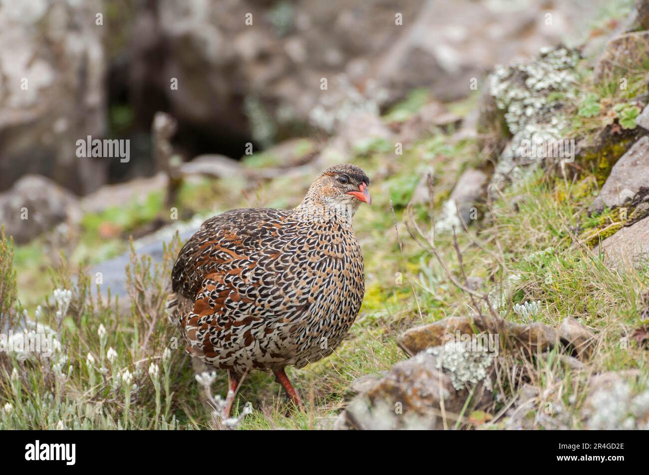 Chestnut-naped francolin (Francolinus castaneicollis), Bale mountains ...