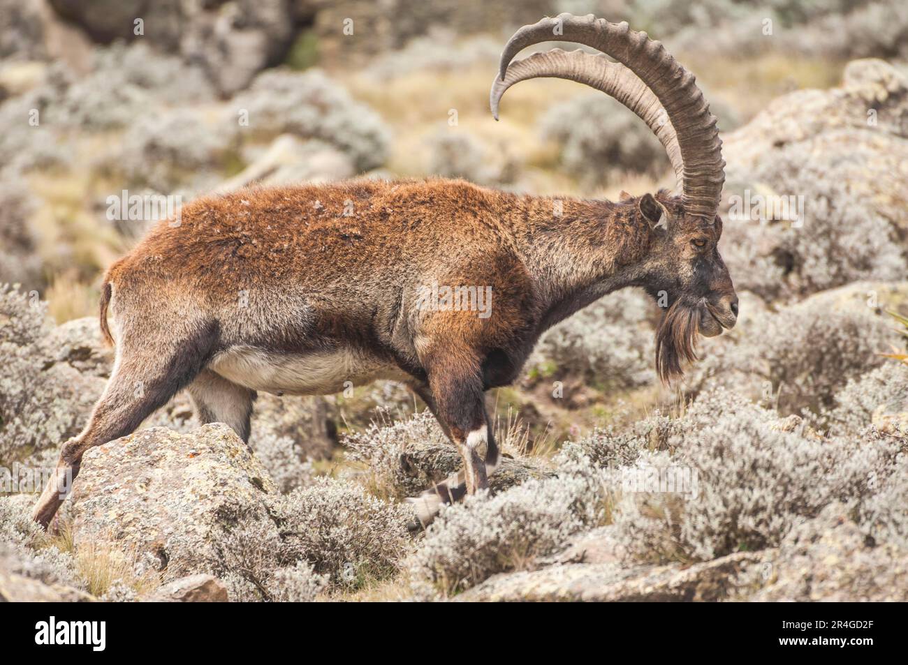 Walia ibex capra walie simien hi-res stock photography and images - Alamy