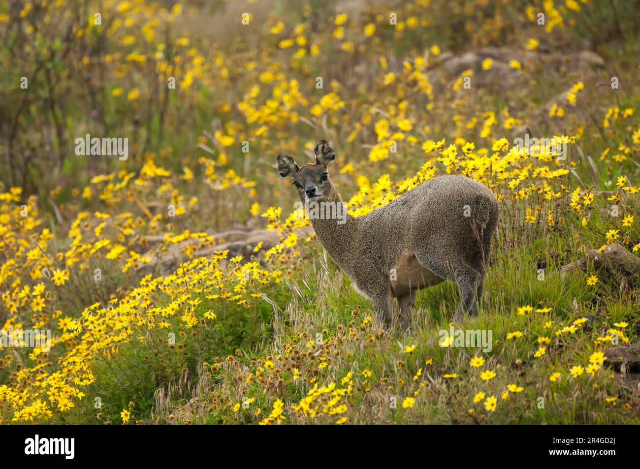 Cliff springer (Oreotragus oreotragus), Simien Mountains National Park ...