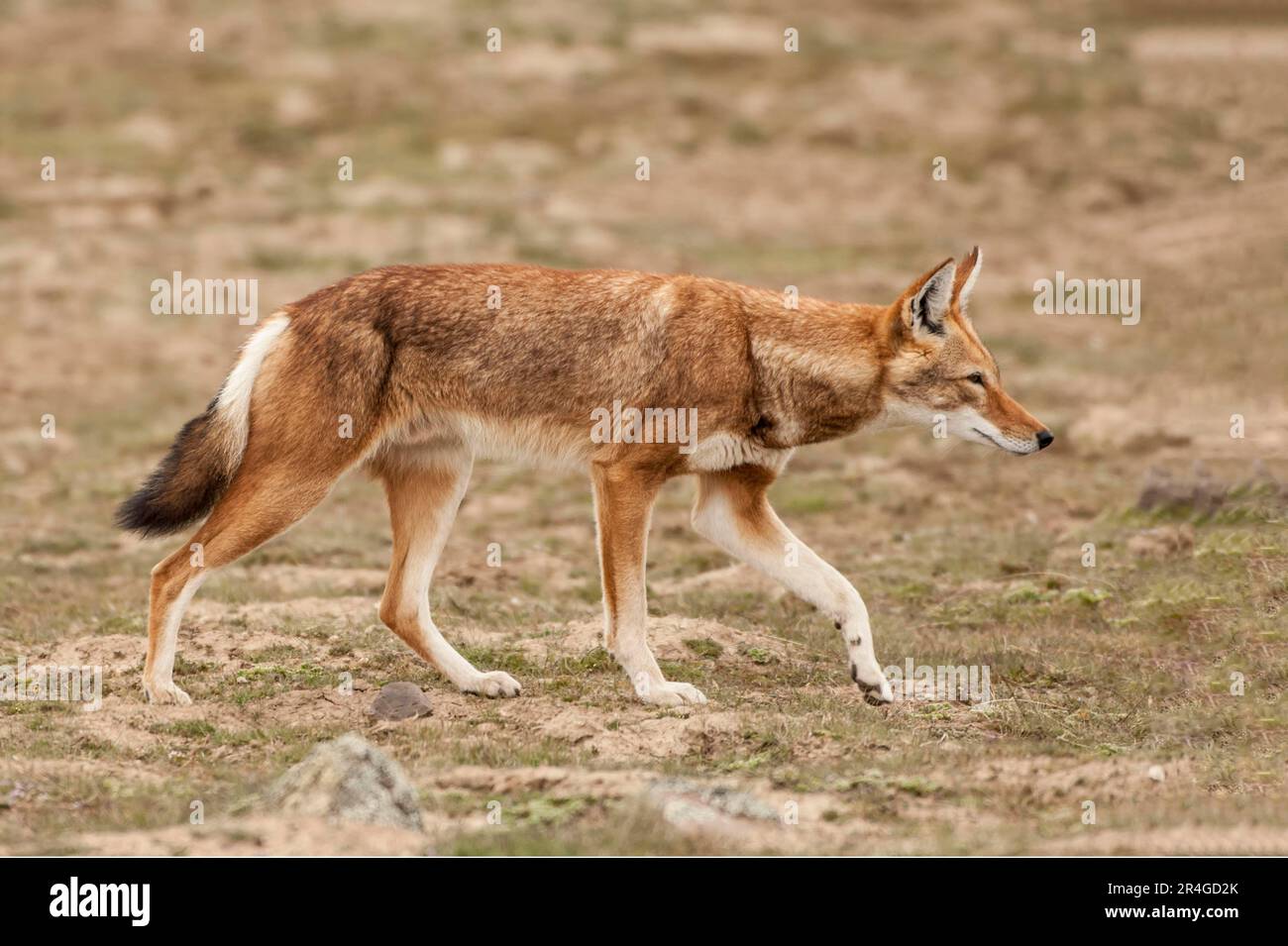 Ethiopian wolf (Canis simensis), Bale Mountains ethiopian wolf ...