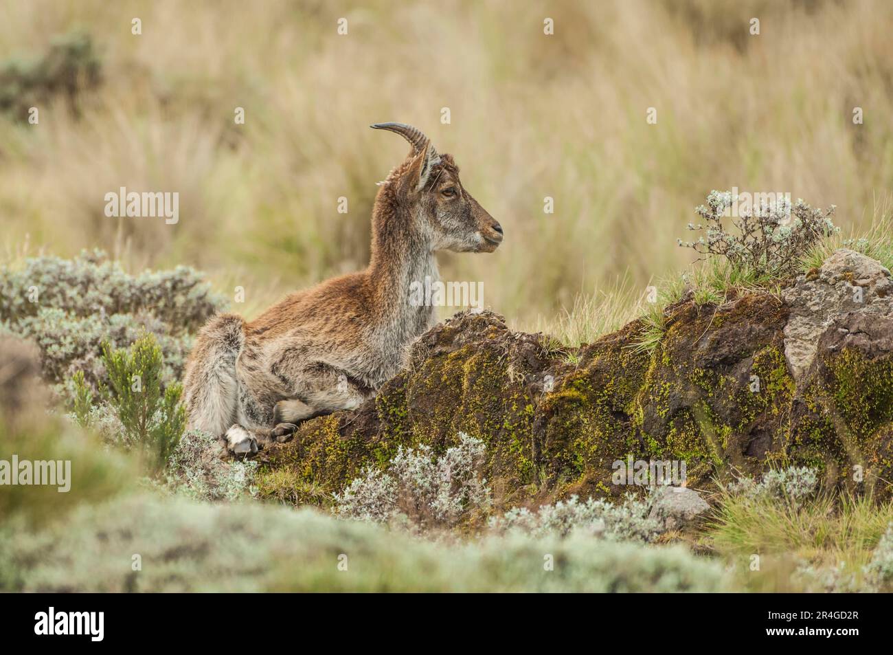 Walia ibex (Capra walie), female, Simien National Park, Ethiopia Stock ...