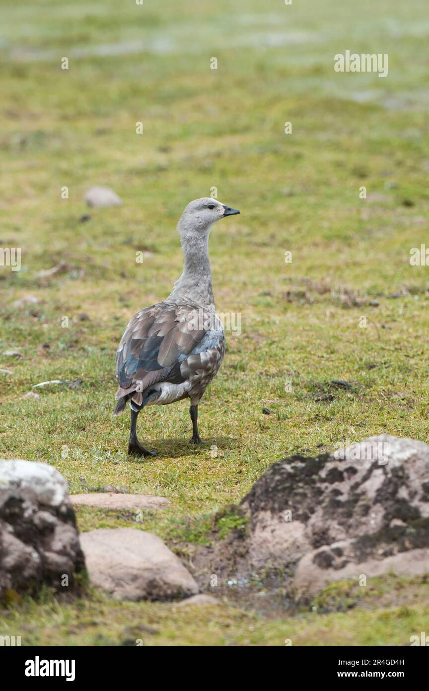 Blue-winged Goose, Bale Mountains National Park (Cyanochen cyanoptera ...