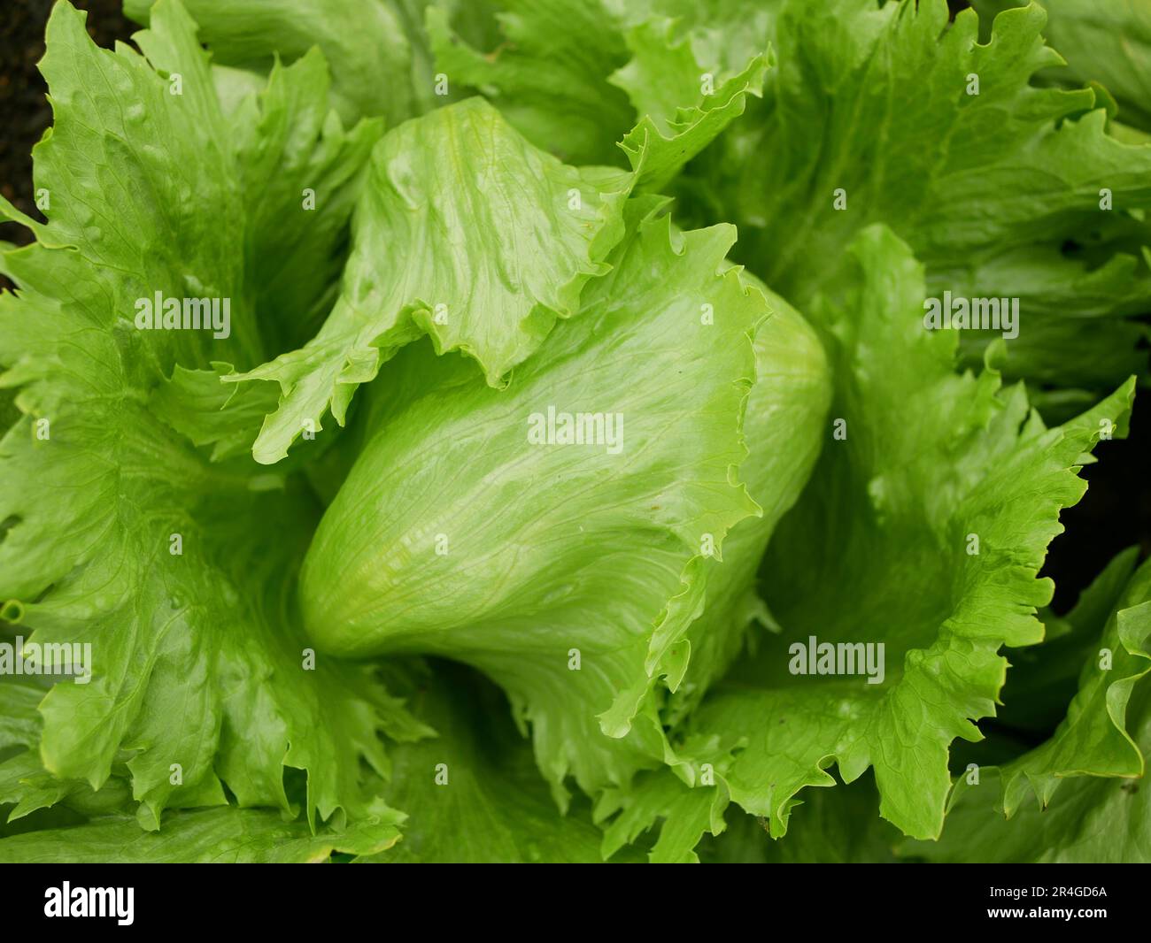 Iceberg green lettuce farm fresh leaves bio curly Lactuca sativa ...