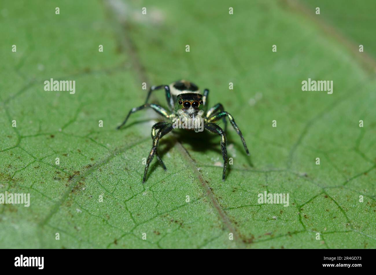 Jumping Spider, Cosmophasis sp, on leaf, Klungkung, Bali, Indonesia ...