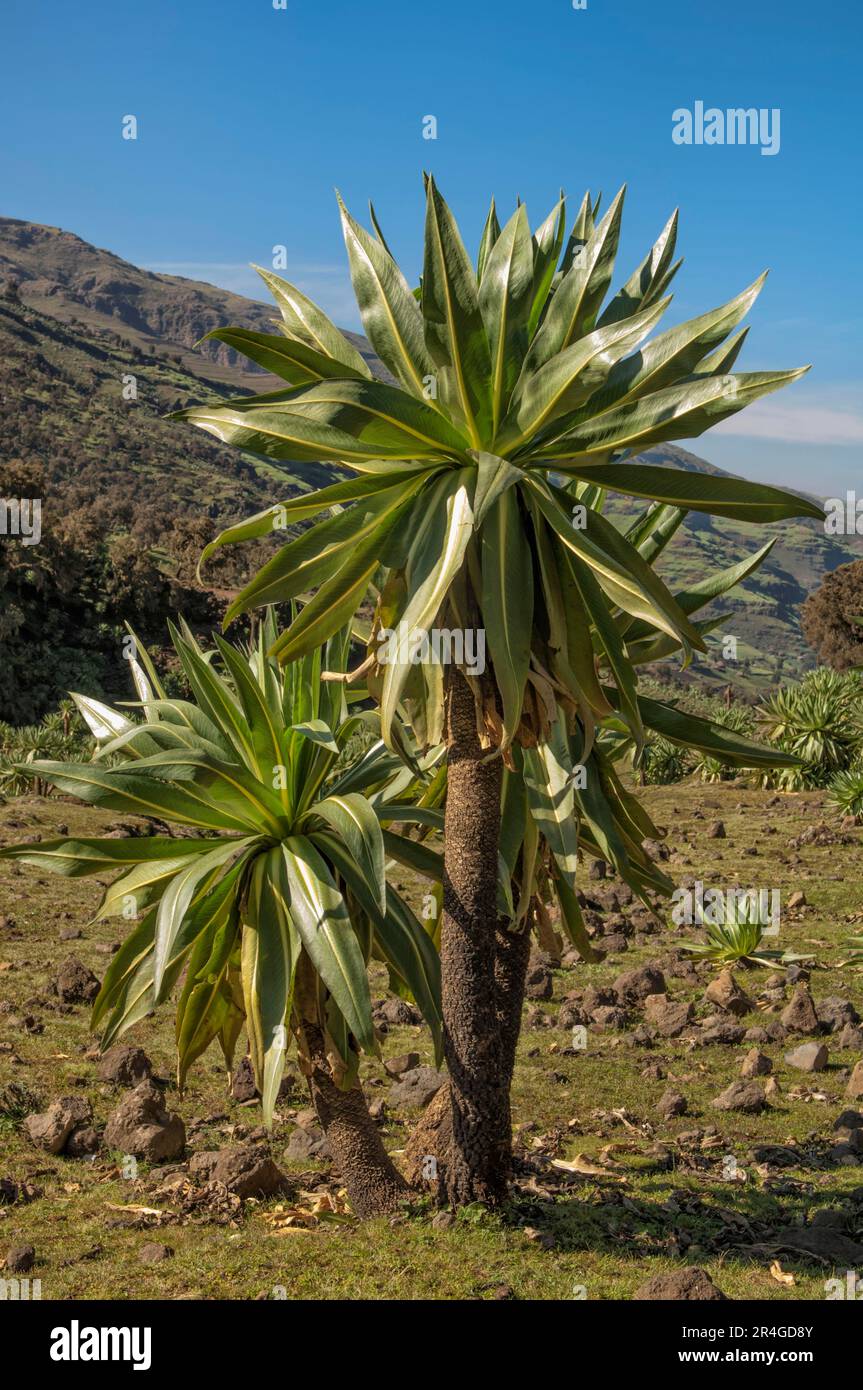 Giant lobelia (Lobelia rhynchopetalum), Simien Mountains National Park ...