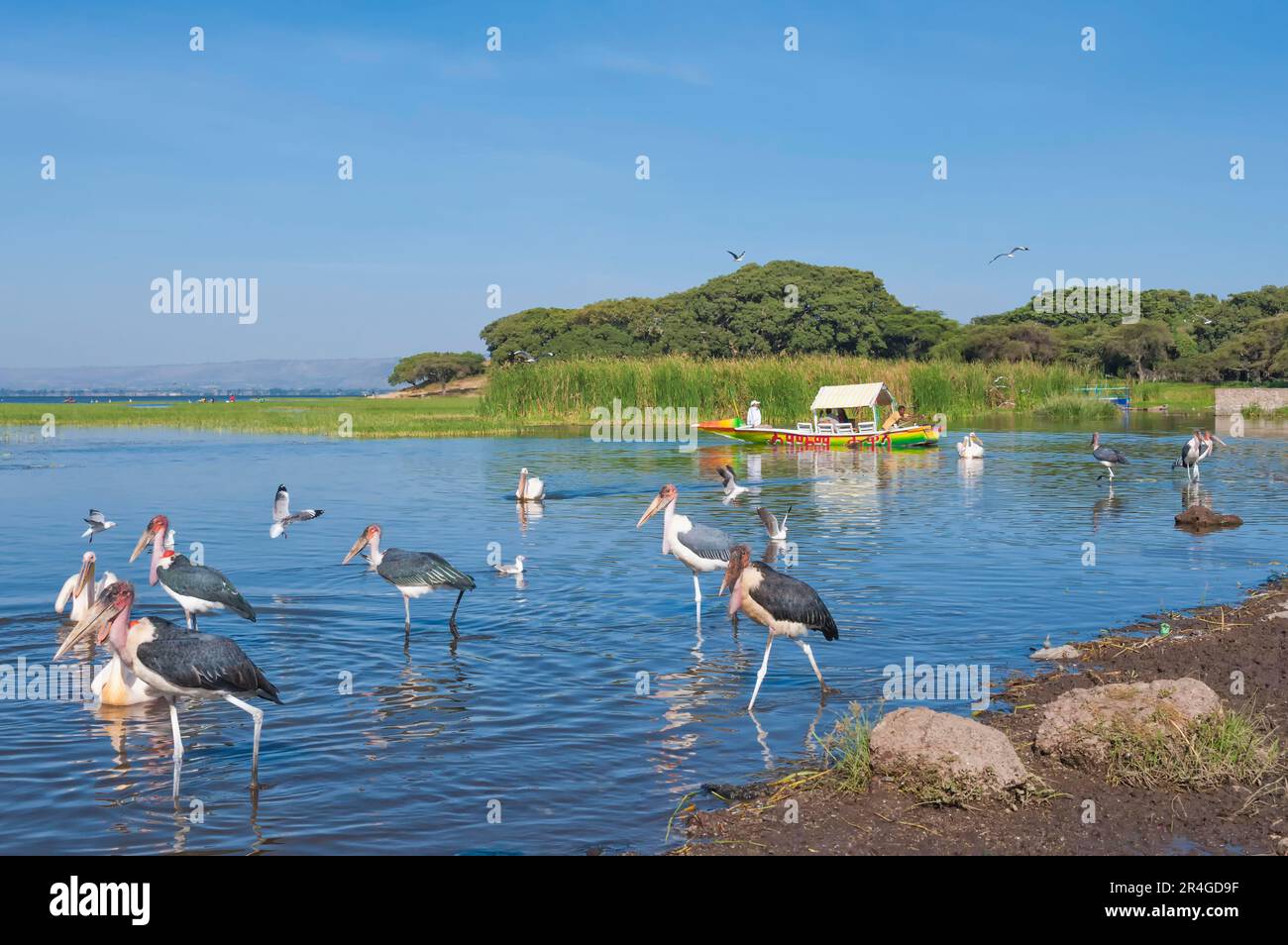 Marabou Storks (Leptoptilos crumeniferus) and White Pelicans (Pelecanus onocrotalus), Awasa ...