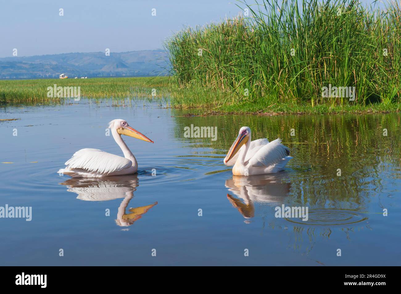 White Pelicans (Pelecanus onocrotalus), Awasa harbor, Ethiopia, Awassa ...