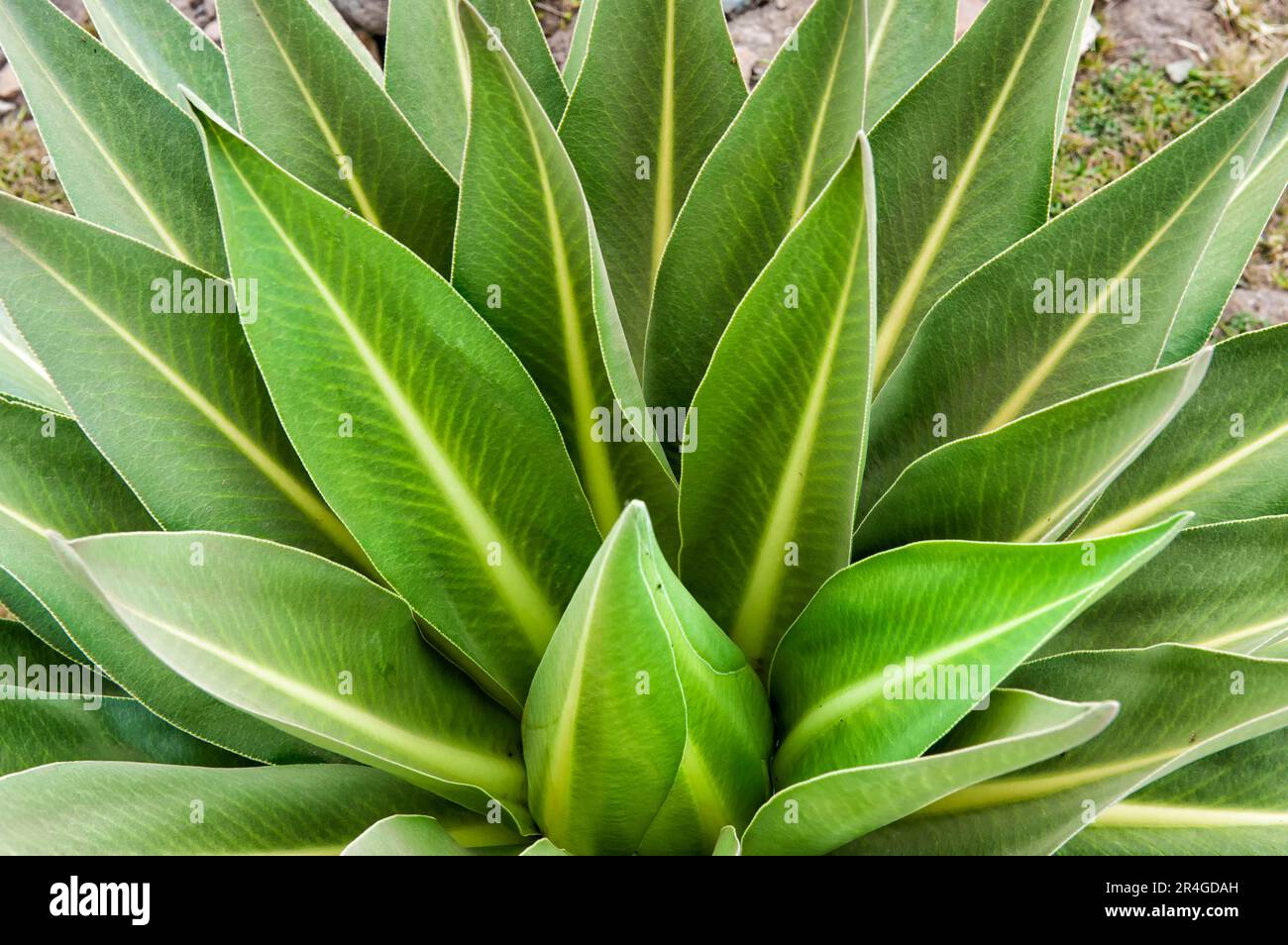 Giant lobelia (Lobelia rhynchopetalum), Simien Mountains National Park ...